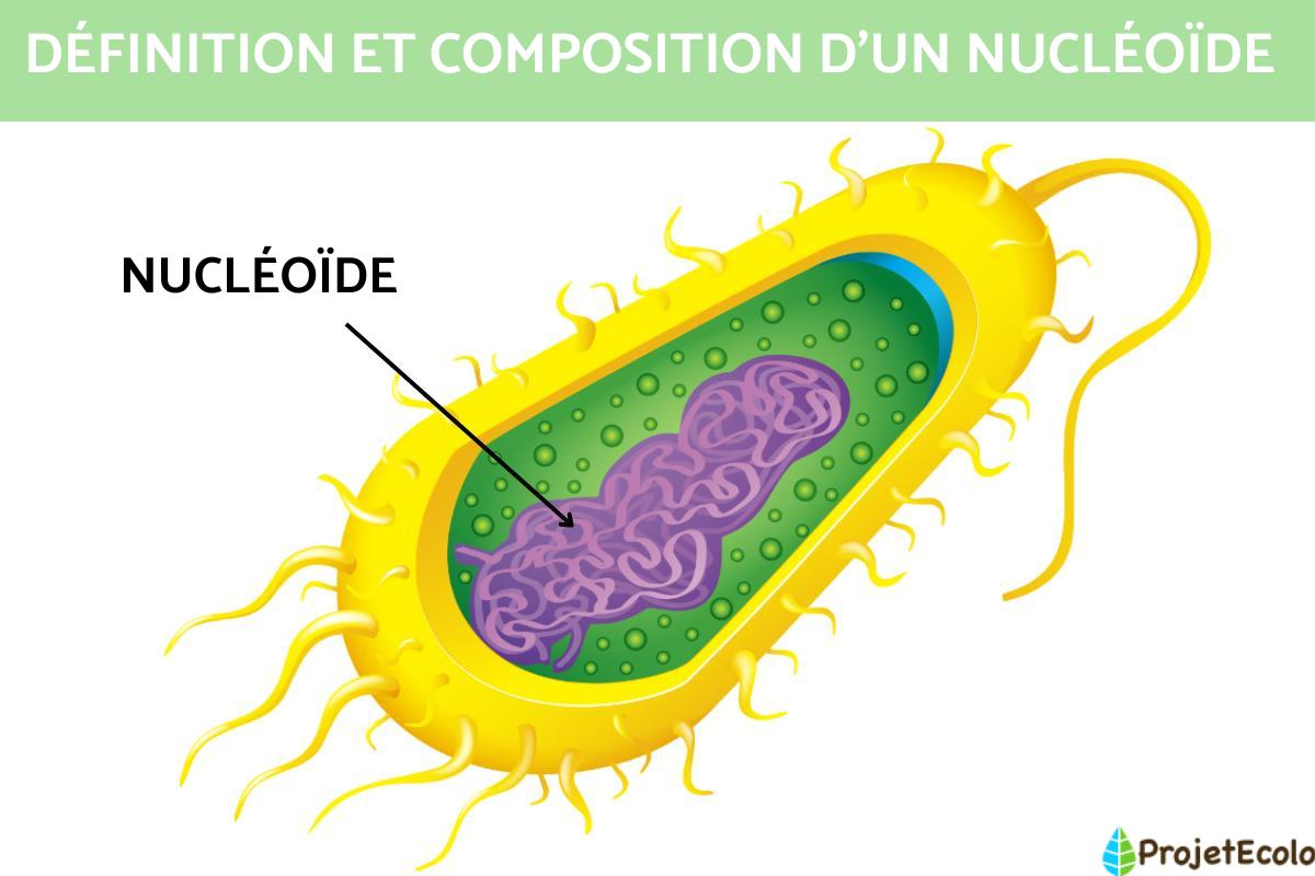Nucléoïde : Définition, rôle et composition