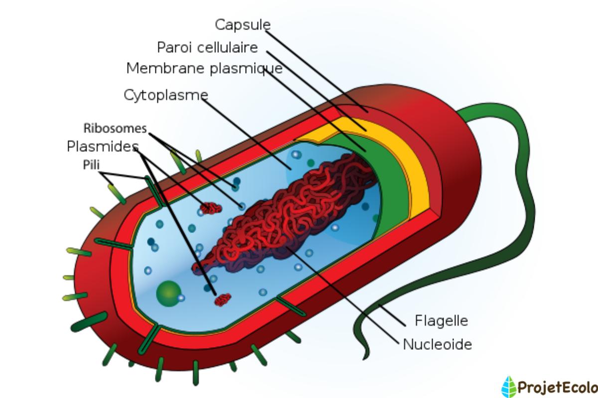 Nucléoïde : Définition, rôle et composition