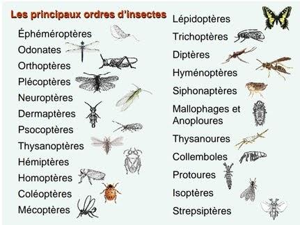 TYPES D'INSECTES - TAXONOMIE, SCHÉMA, CARACTÉRISTIQUES