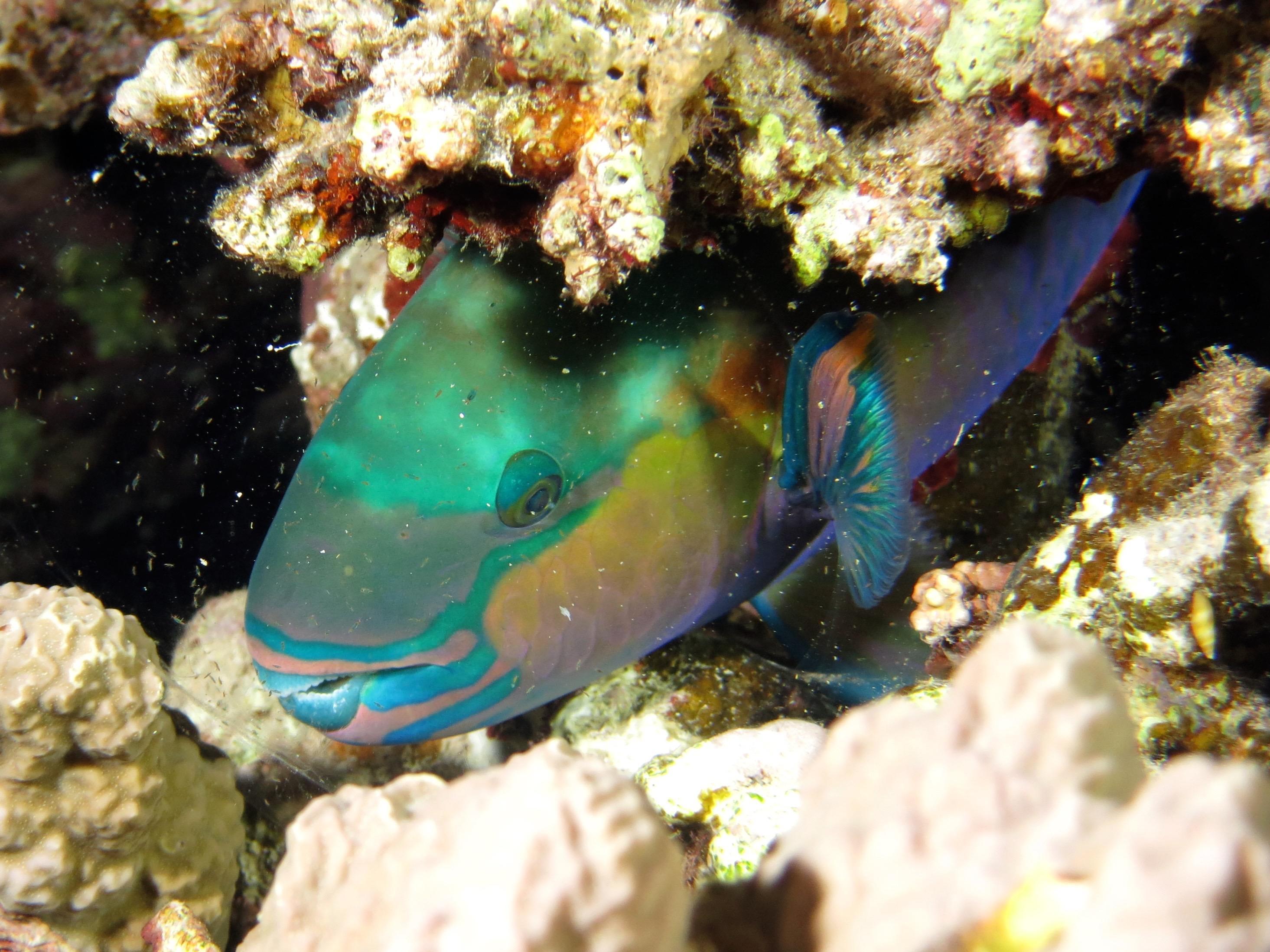 POISSONS-PERROQUETS : caractéristiques, habitat, alimentation, reproduction