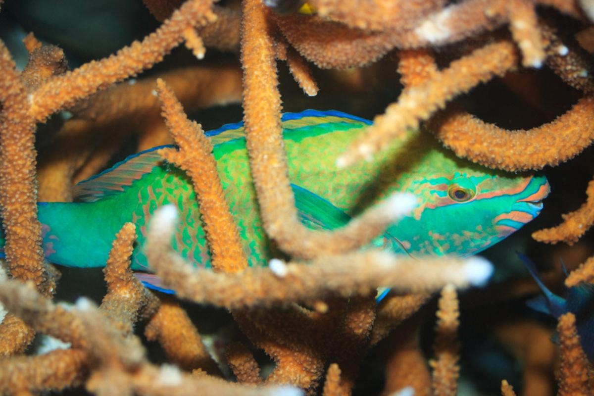 POISSONS-PERROQUETS : caractéristiques, habitat, alimentation, reproduction