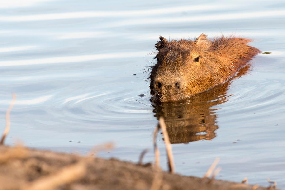 Que mange le capybara
