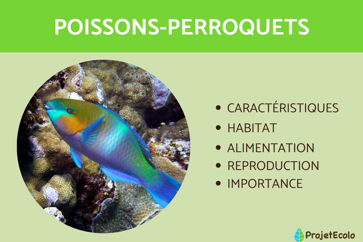 POISSONS-PERROQUETS : caractéristiques, habitat, alimentation, reproduction