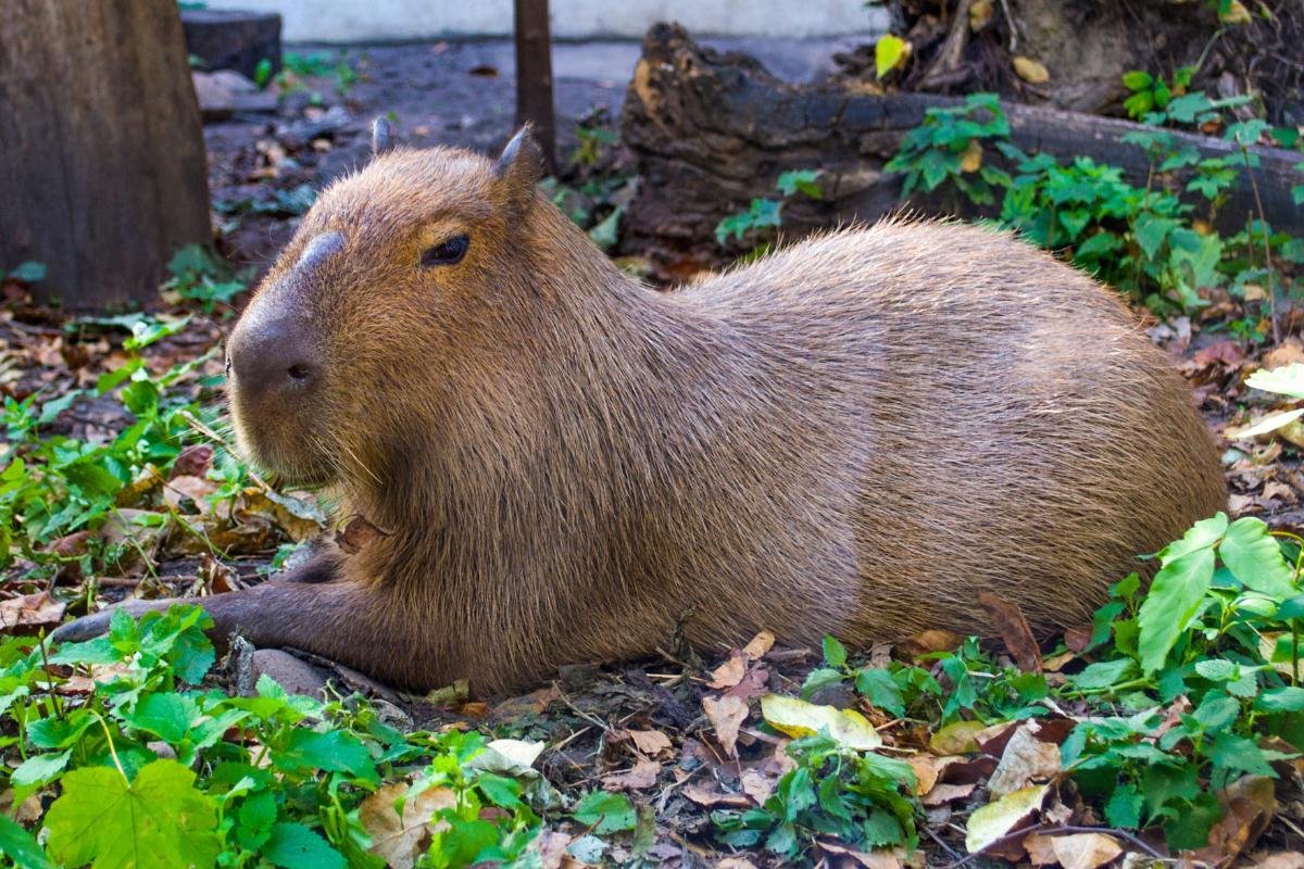 Que mange le capybara