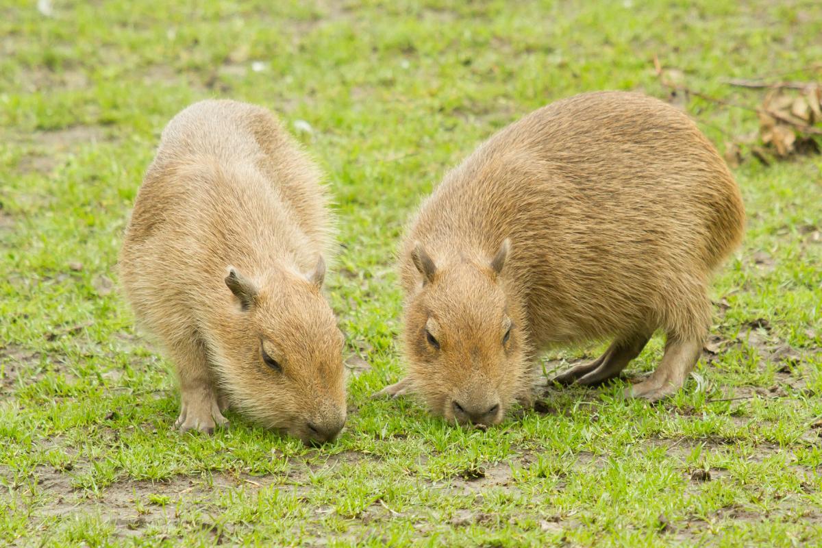 Que mange le capybara