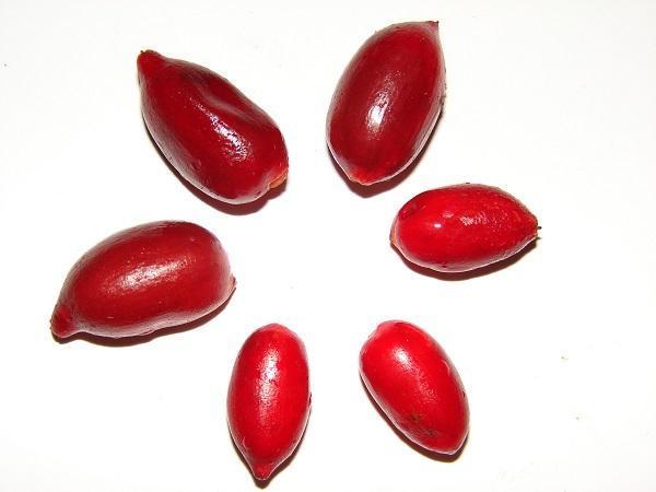 Liste de 30 FRUITS EXOTIQUES TROPICAUX - Avec PHOTOS