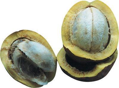 Liste de 30 FRUITS EXOTIQUES TROPICAUX - Avec PHOTOS