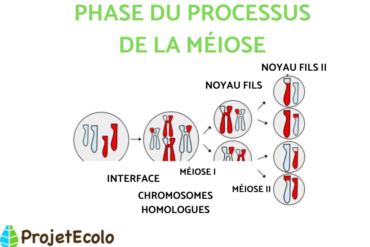 Différence entre MÉTIOSE et MITOSE - Résumé avec schéma