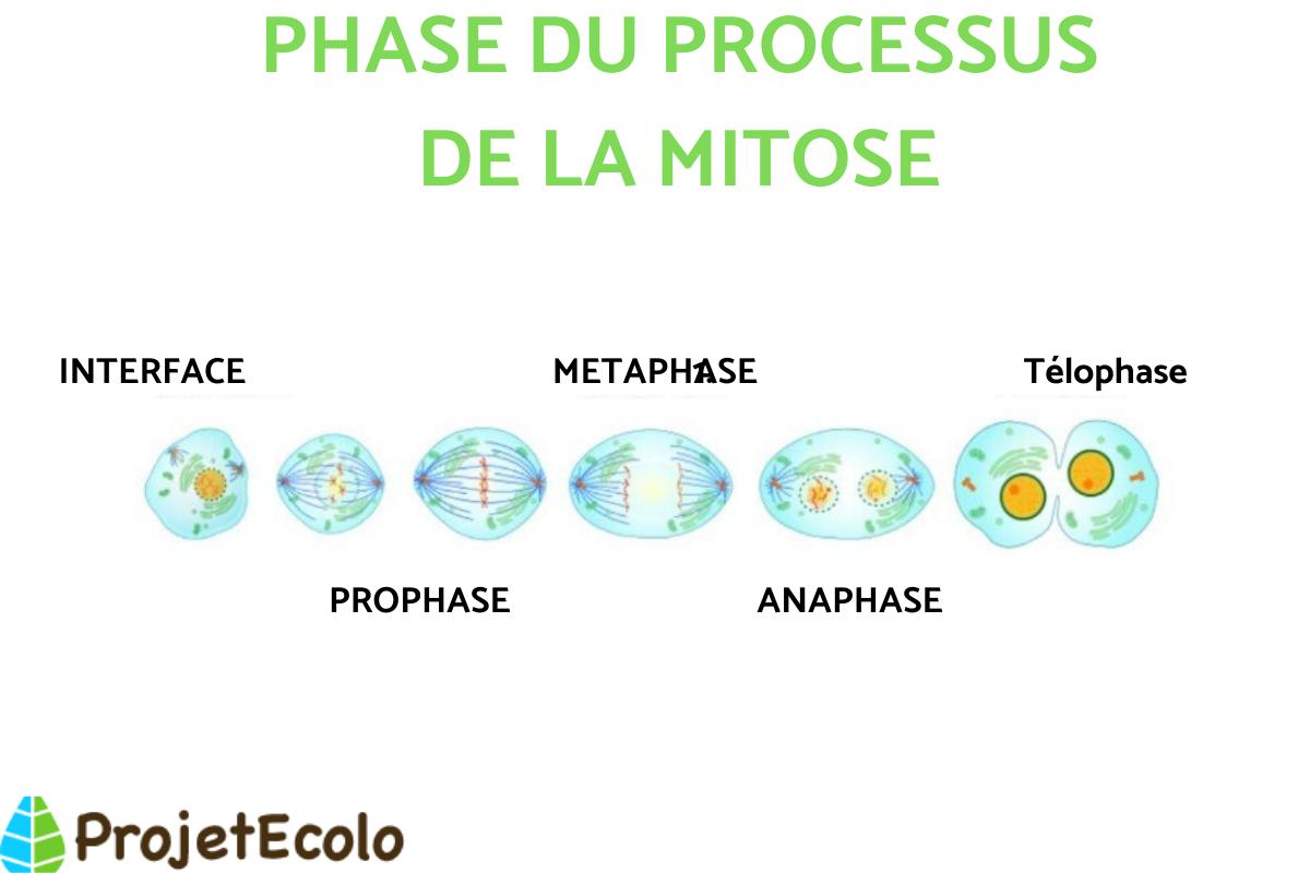 Différence entre MÉTIOSE et MITOSE - Résumé avec schéma