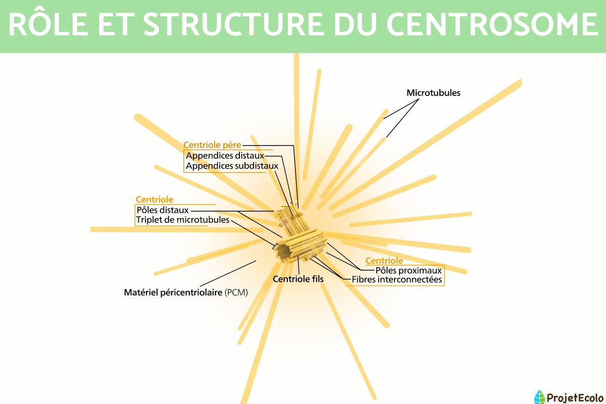 Centrosome : définition, rôle et structure