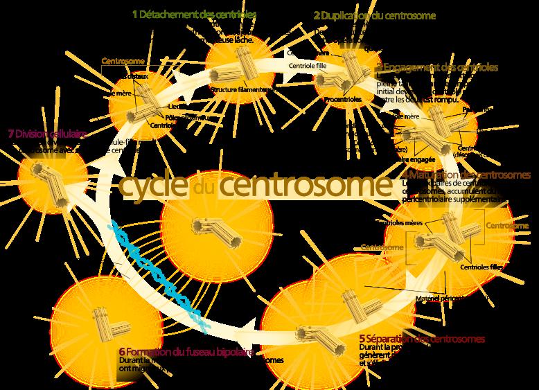 Centrosome : définition, rôle et structure