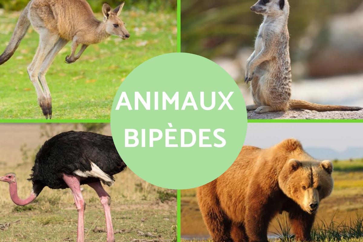 Animaux bipèdes : Définition et liste