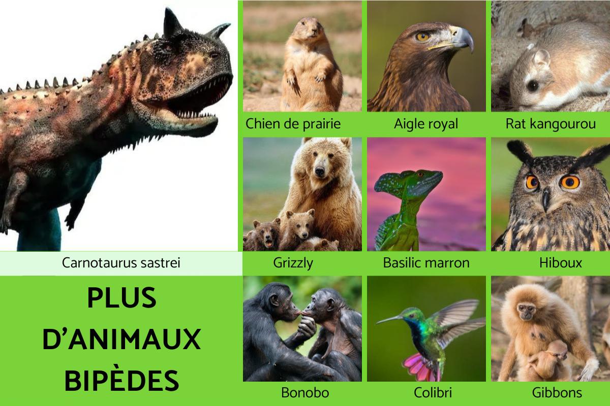 Animaux bipèdes : Définition et liste