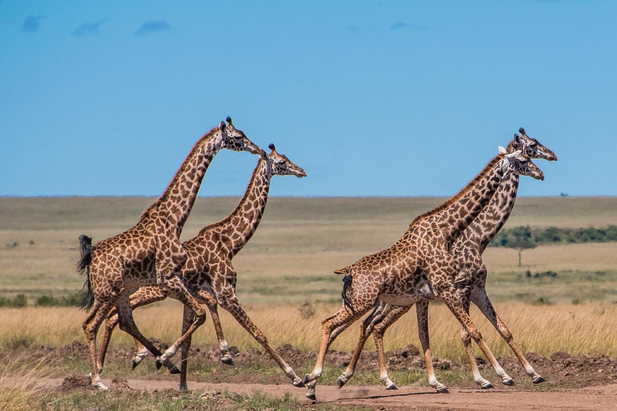 Exposé sur les girafes - 10 INFORMATIONS sur les GIRAFES