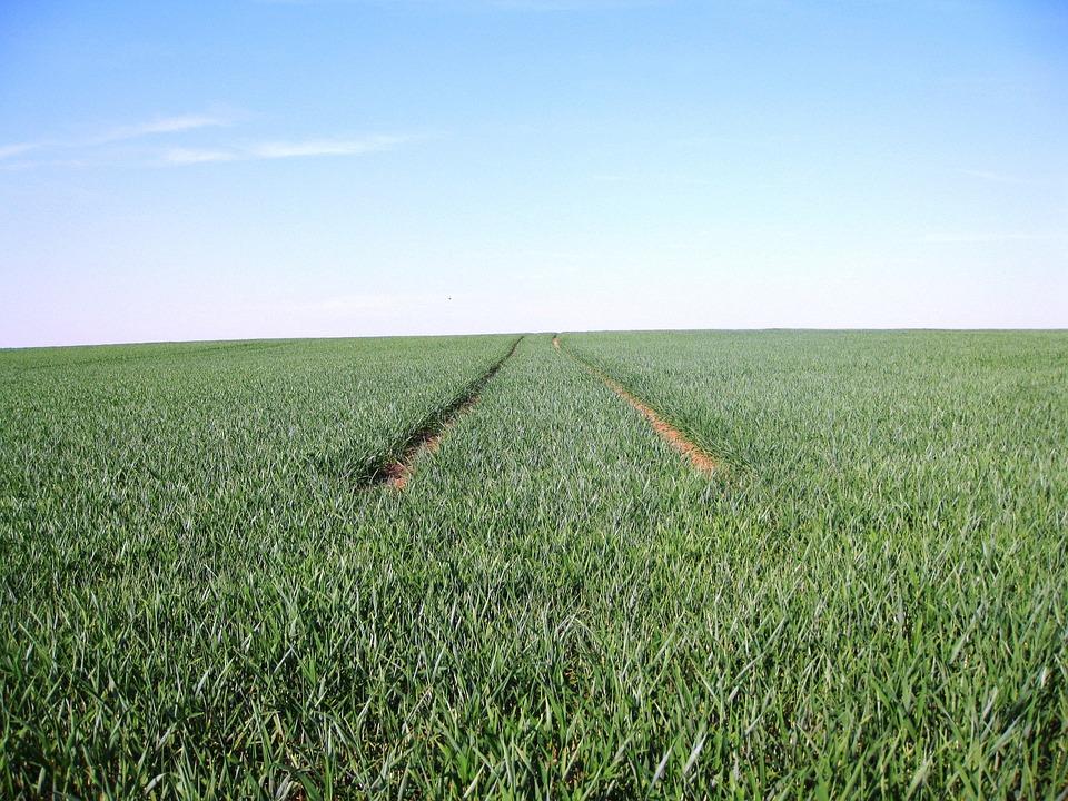 Monoculture - Définition, avantages et inconvénients