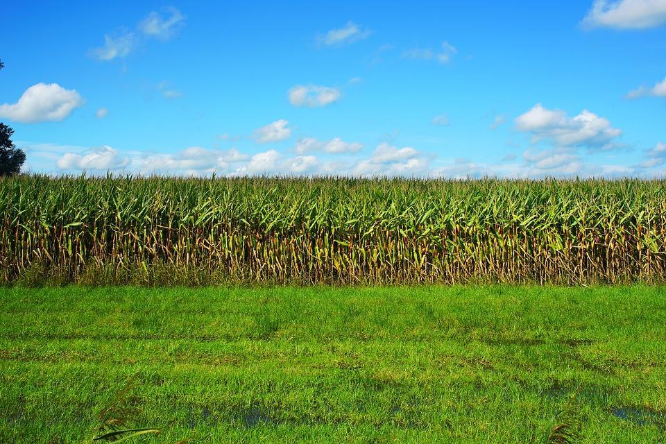 Monoculture - Définition, avantages et inconvénients