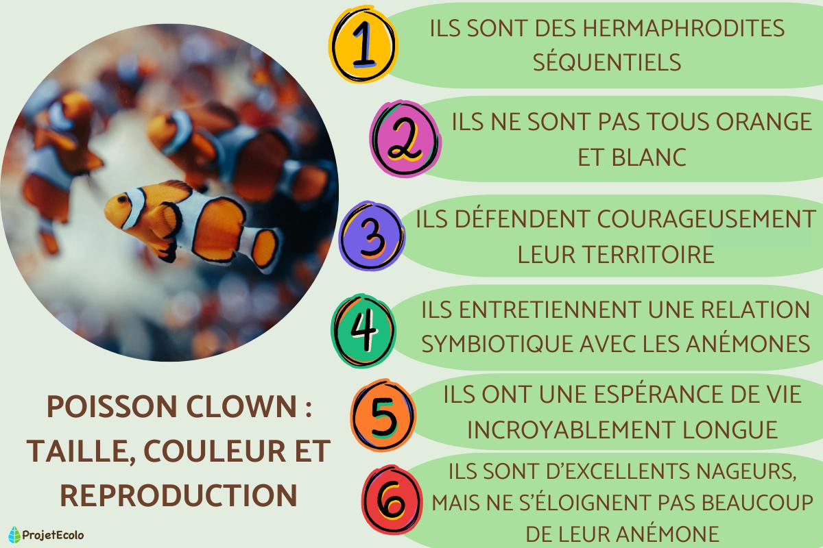 Poisson clown : taille, couleur et reproduction