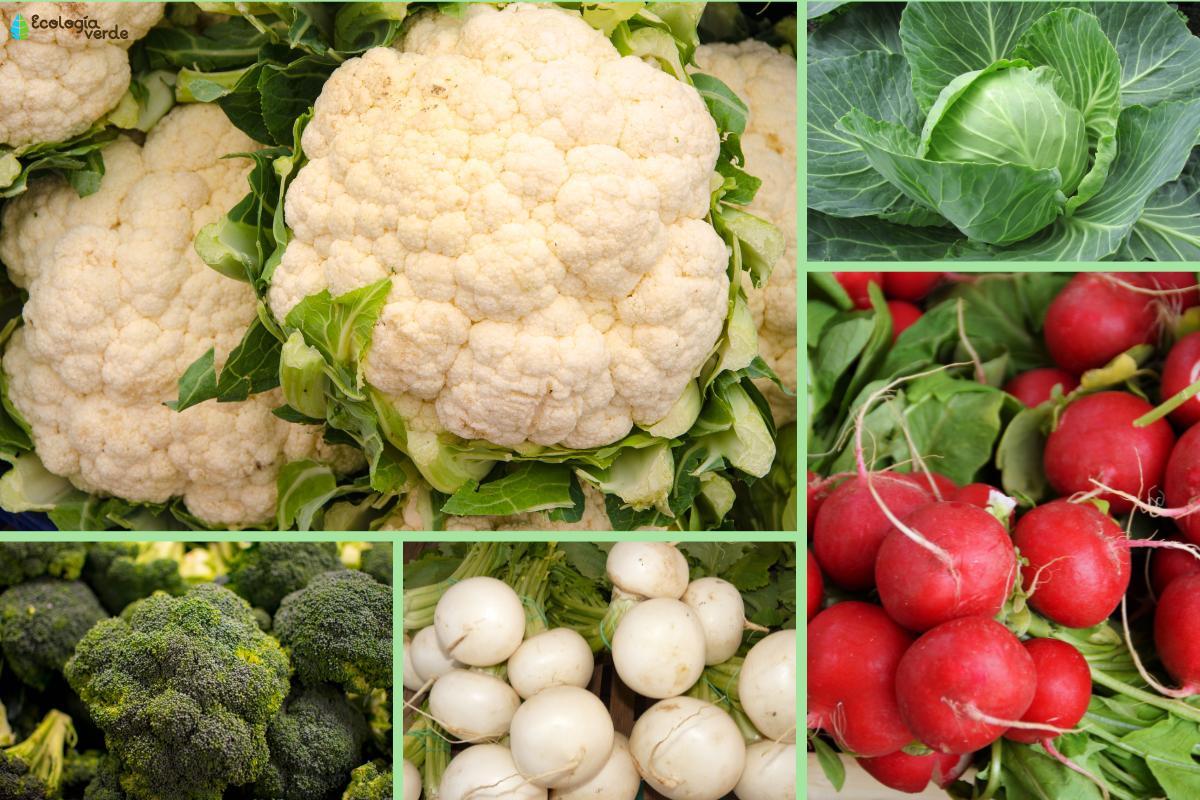 FRUITS et LÉGUMES de SAISON - FRUITS D'HIVER