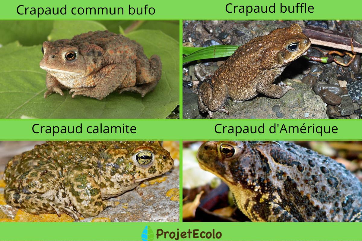 CRAPAUD VENIMEUX : espèces et caractéristiques