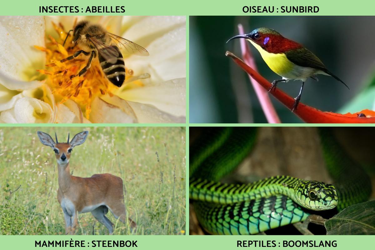 Fynbos : Définition, flore et faune