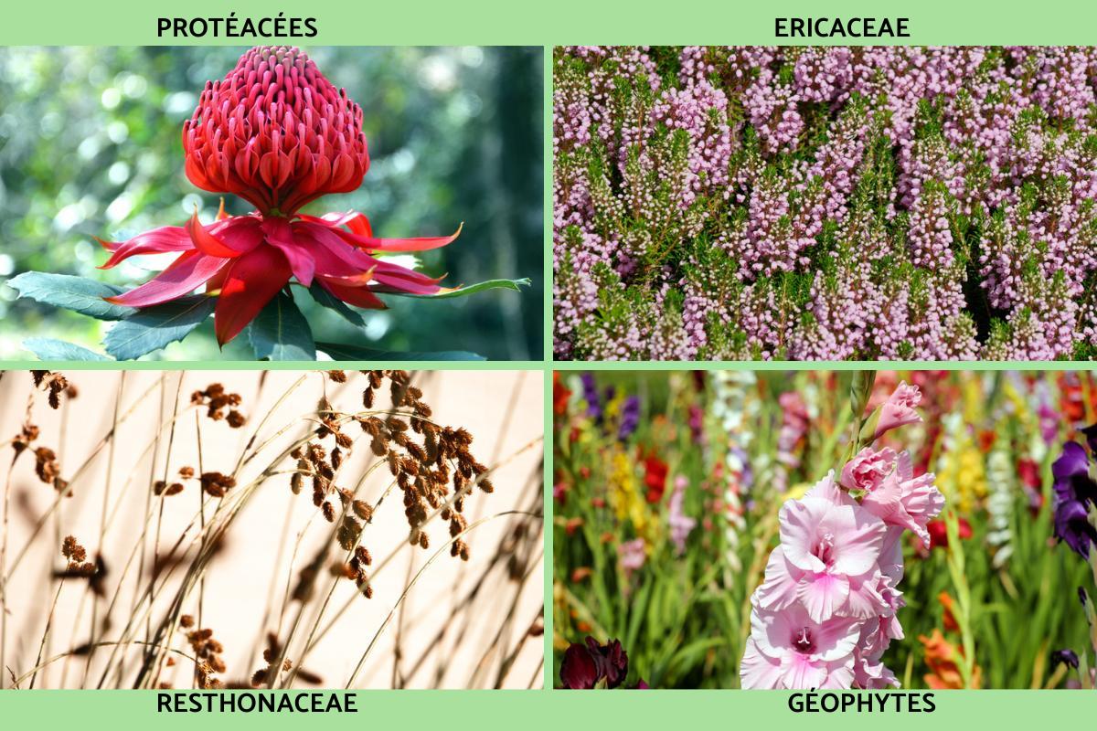 Fynbos : Définition, flore et faune