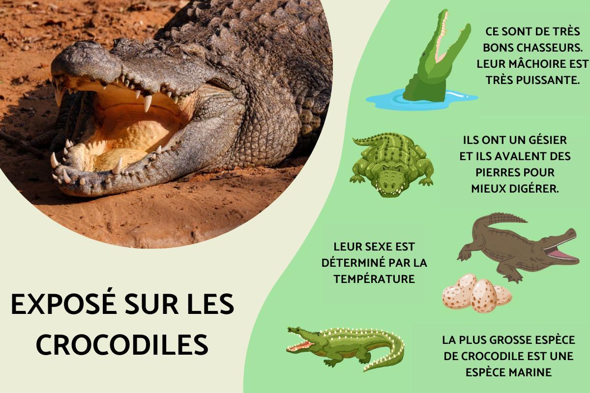 Exposé sur les crocodiles