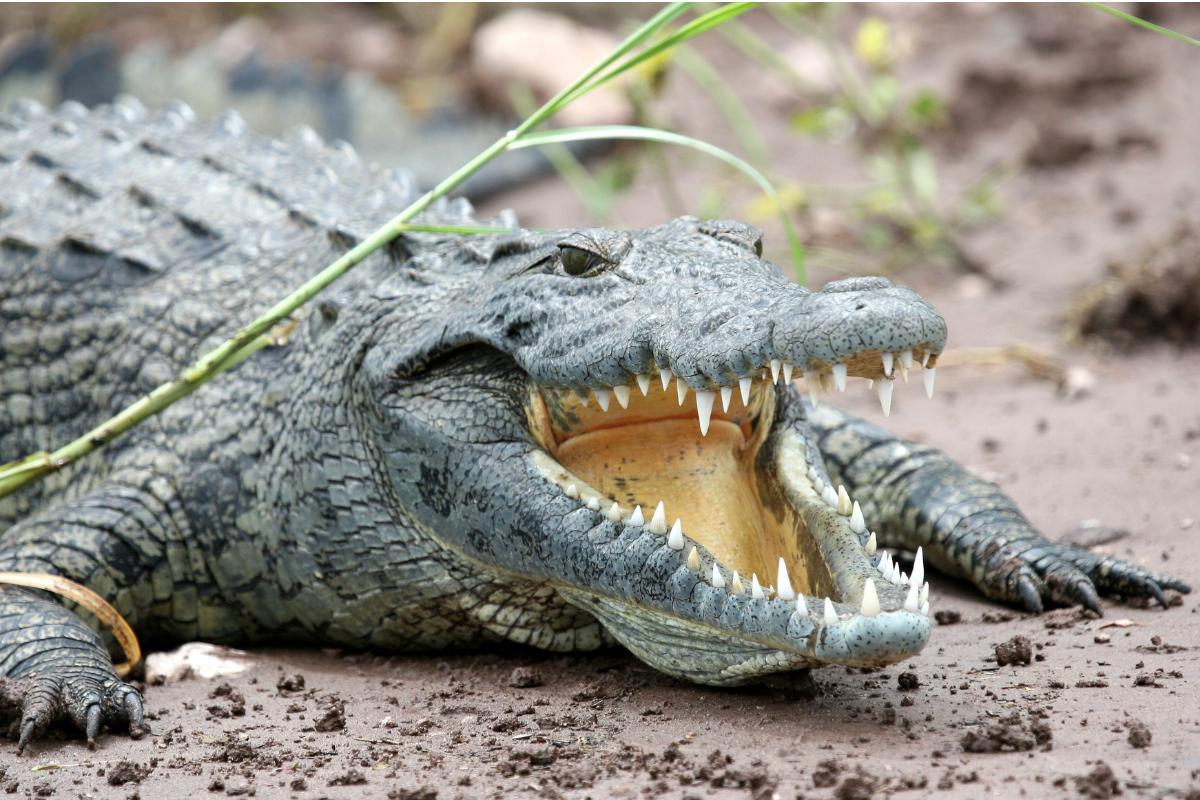 Exposé sur les crocodiles
