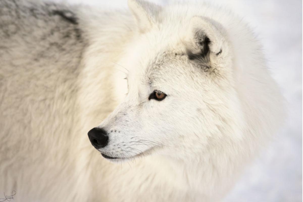 16 RACES de LOUPS - NOMS avec PHOTOS