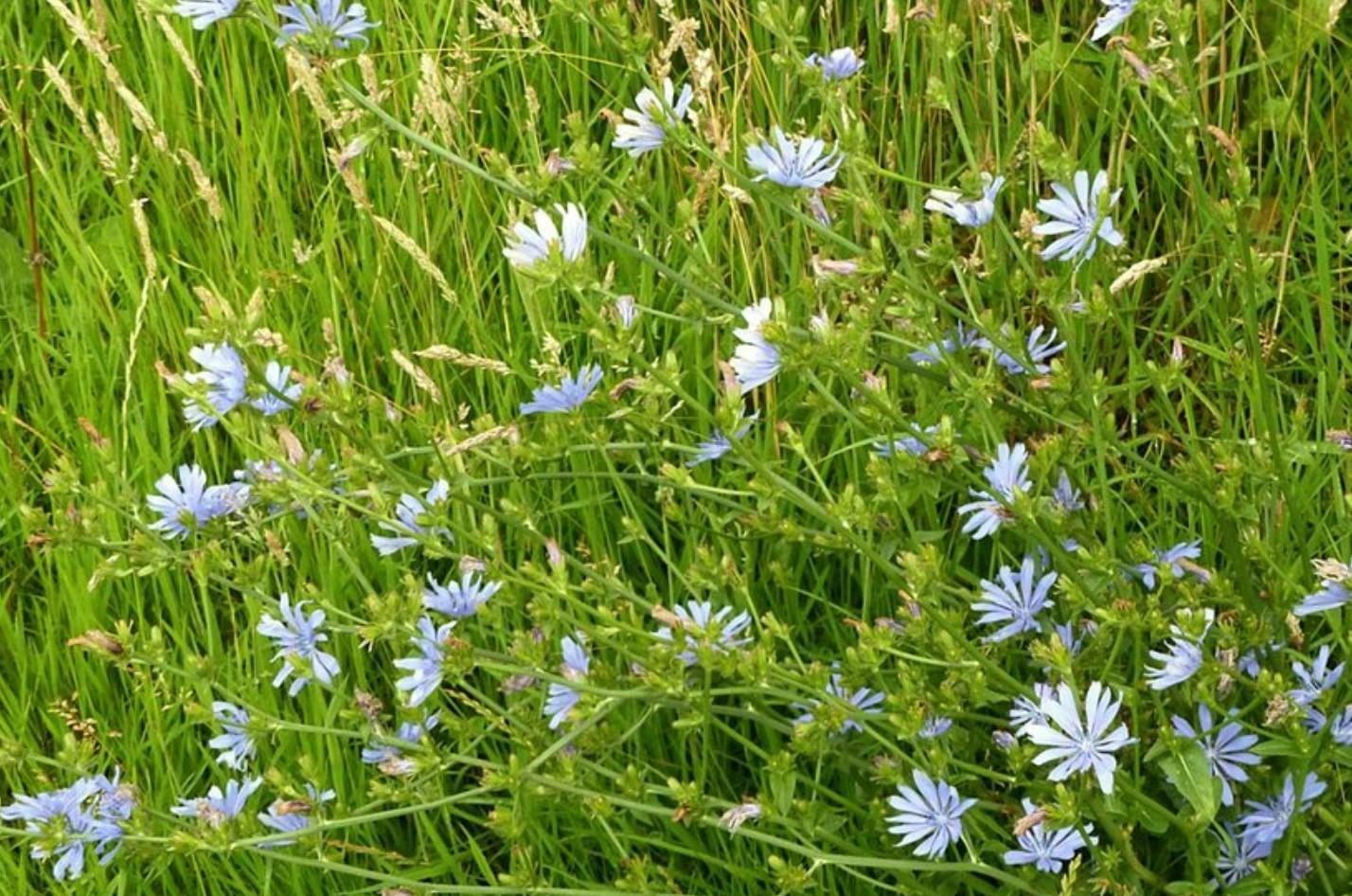 Chicorée sauvage : Bienfaits, utilisation et contre-indications