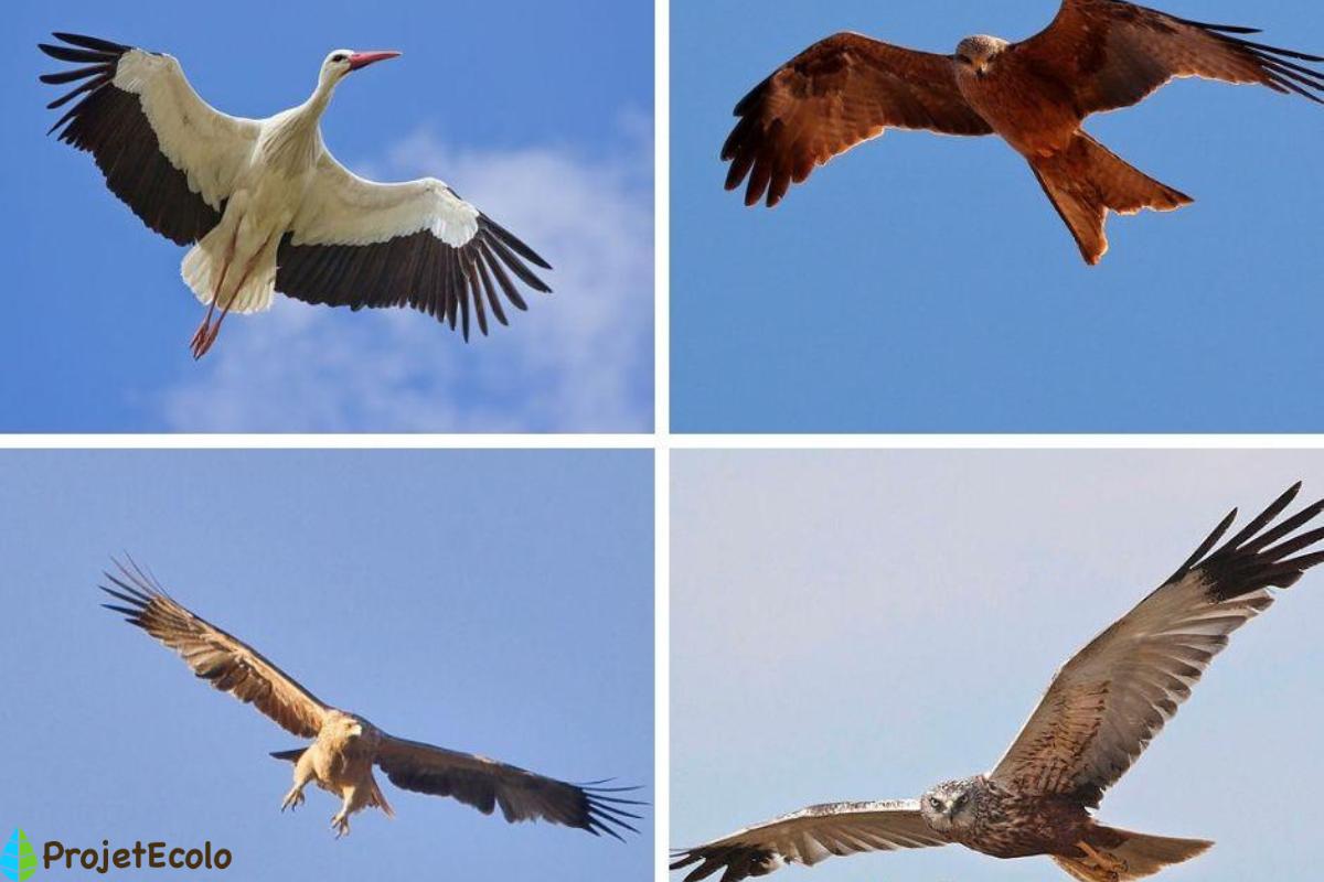 OISEAUX MIGRATEURS : NOMS, CARACTÉRISTIQUES et PHOTOS