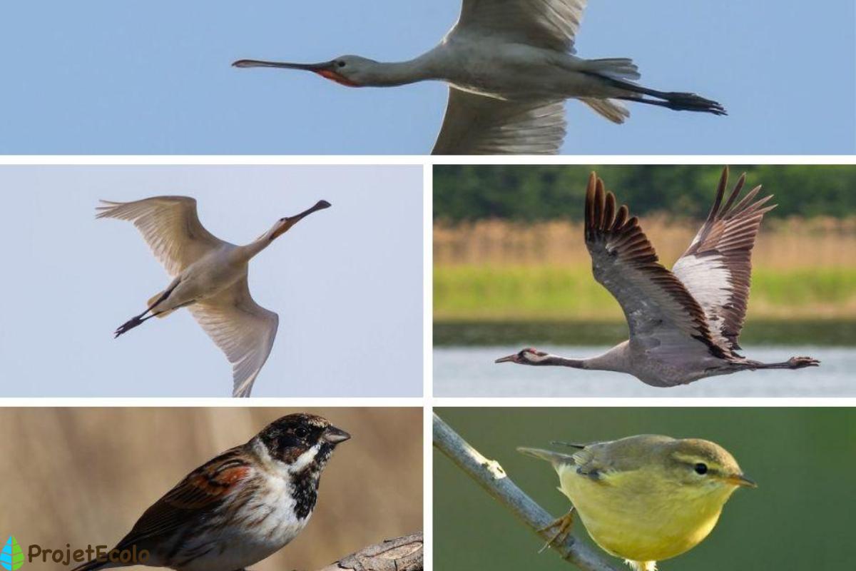 OISEAUX MIGRATEURS : NOMS, CARACTÉRISTIQUES et PHOTOS