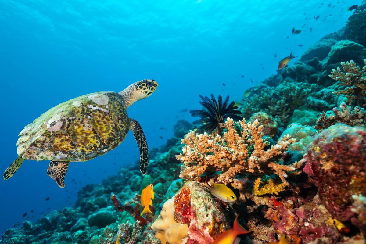 ÉCONOMIE BLEUE : DÉFINITION et PRINCIPES