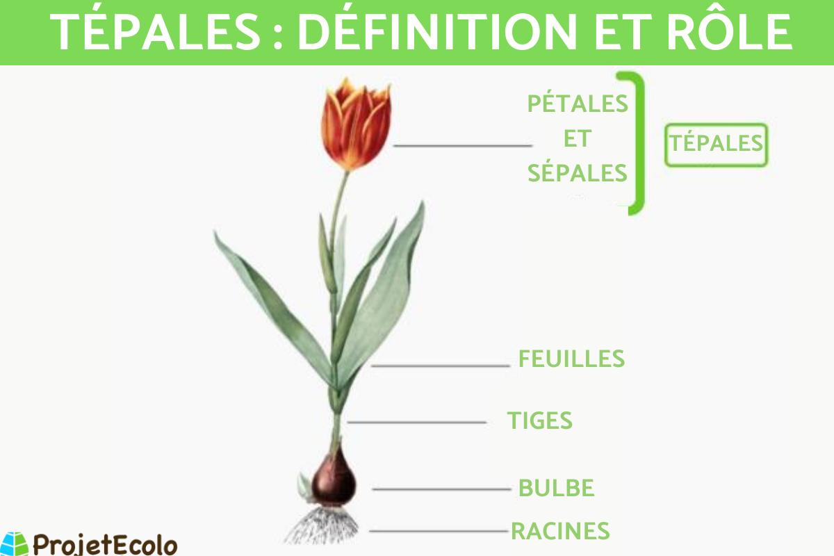 Tépales : DÉFINITION et RÔLE - Résumé avec SCHÉMA