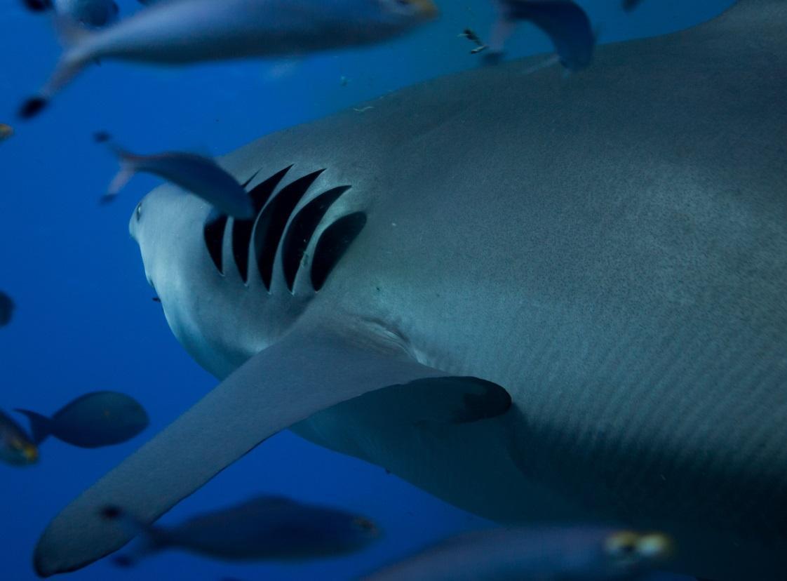 Comment RESPIRE un POISSON - Le système respiratoire chez les poissons