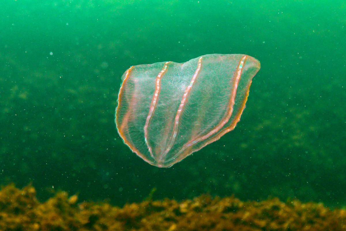 Cténophores : définition, caractéristiques et exemples