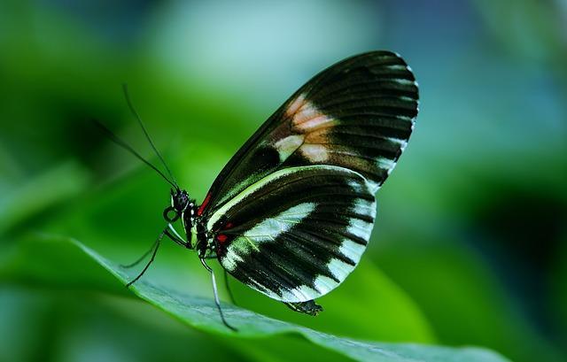PAPILLONS : CARACTÉRISTIQUES, HABITAT et ALIMENTATION