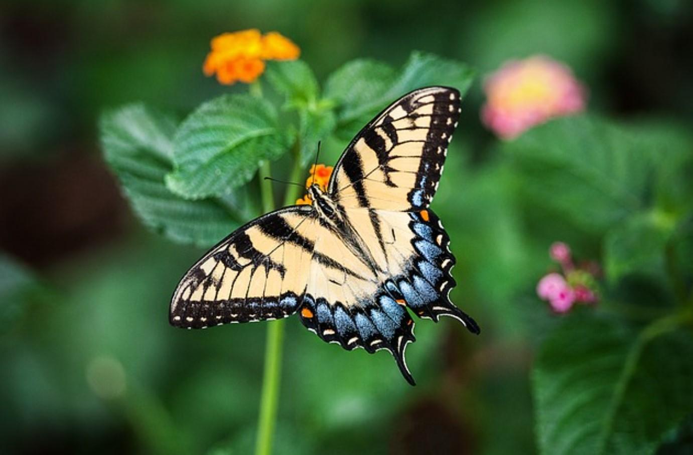 PAPILLONS : CARACTÉRISTIQUES, HABITAT et ALIMENTATION