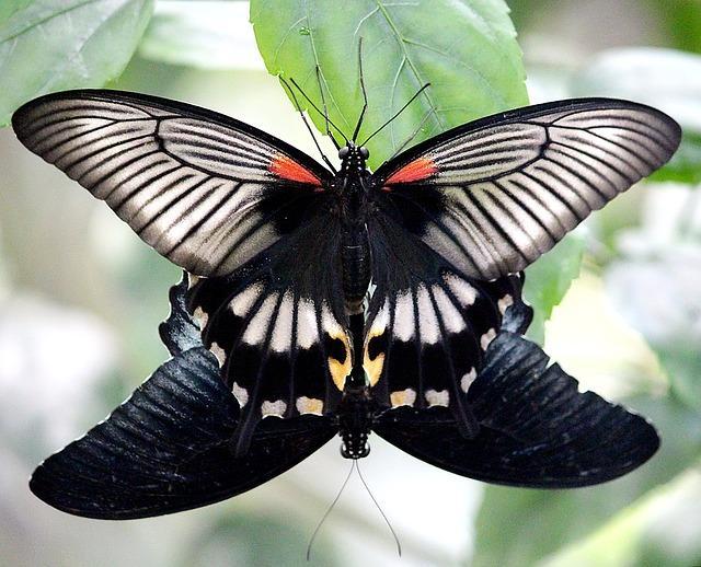 PAPILLONS : CARACTÉRISTIQUES, HABITAT et ALIMENTATION
