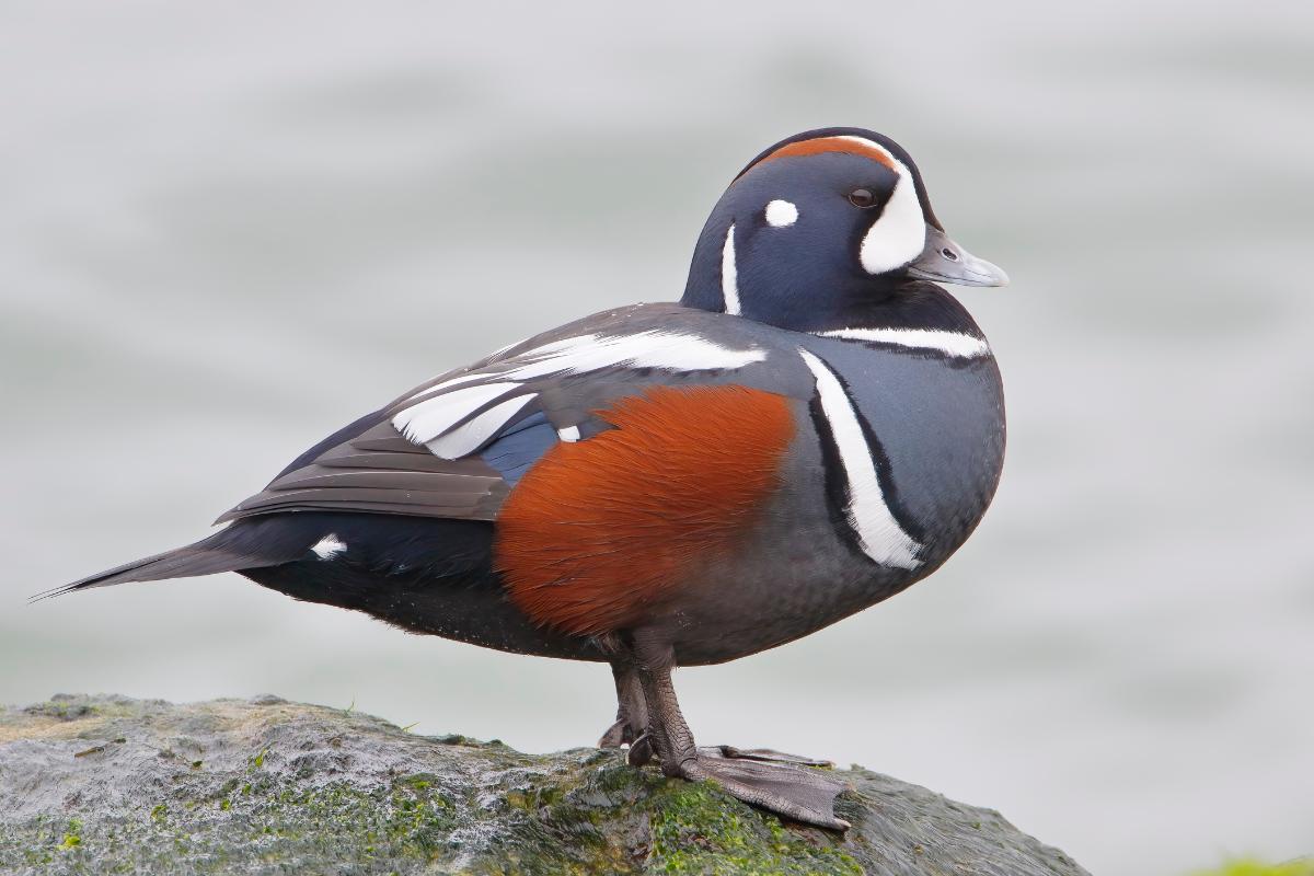15 espèces de canards - Noms et PHOTOS de races de canards