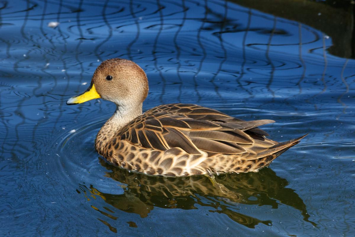 15 espèces de canards - Noms et PHOTOS de races de canards