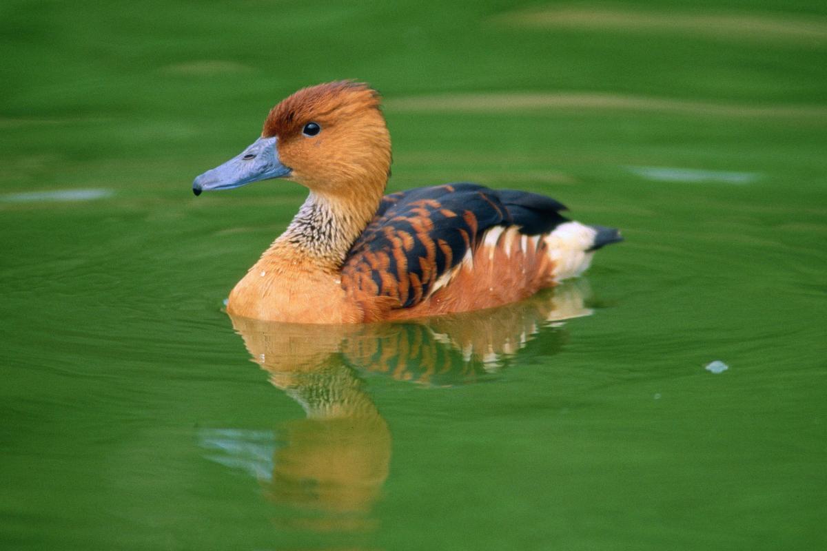 15 espèces de canards - Noms et PHOTOS de races de canards