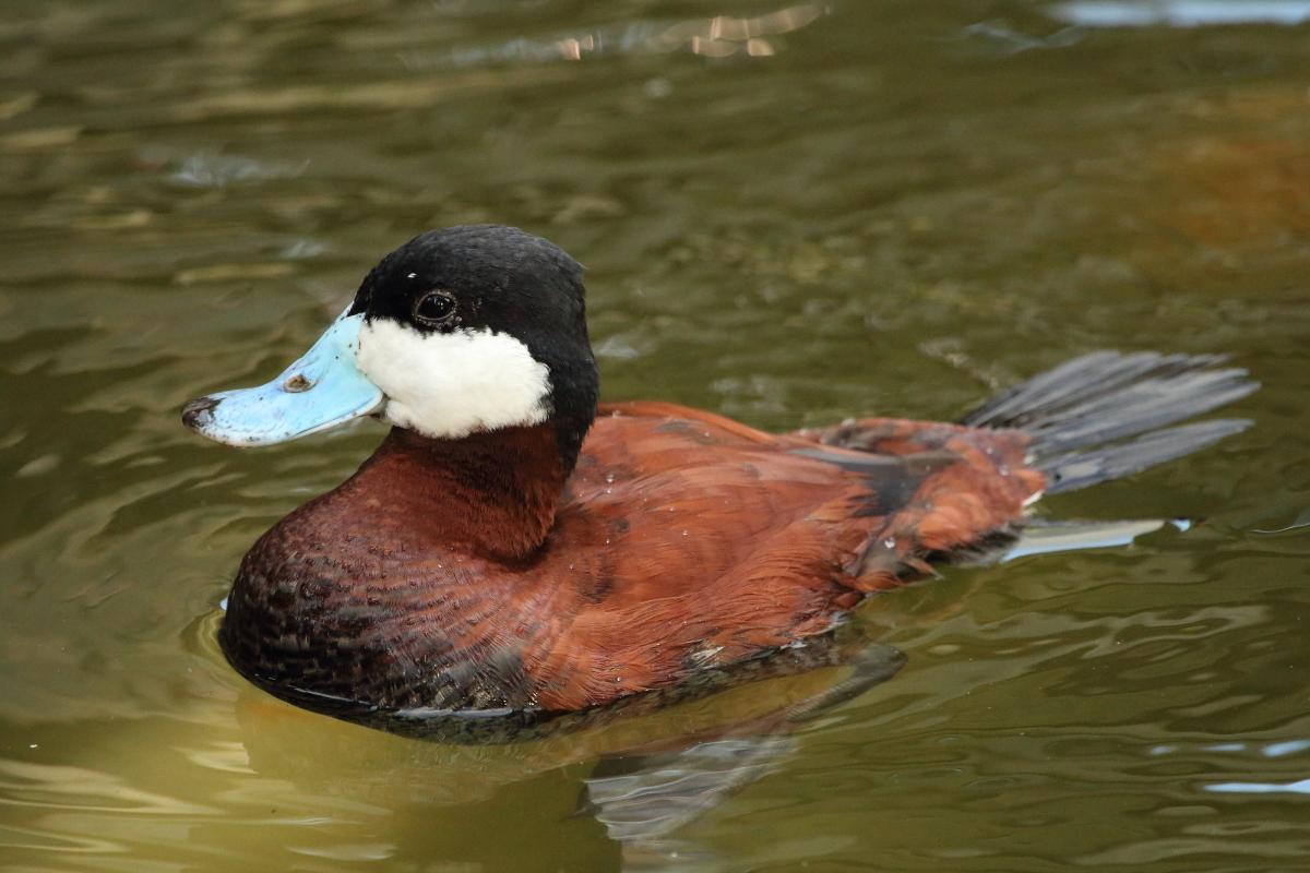 15 espèces de canards - Noms et PHOTOS de races de canards