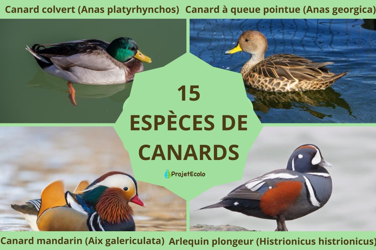 15 espèces de canards - Noms et PHOTOS de races de canards