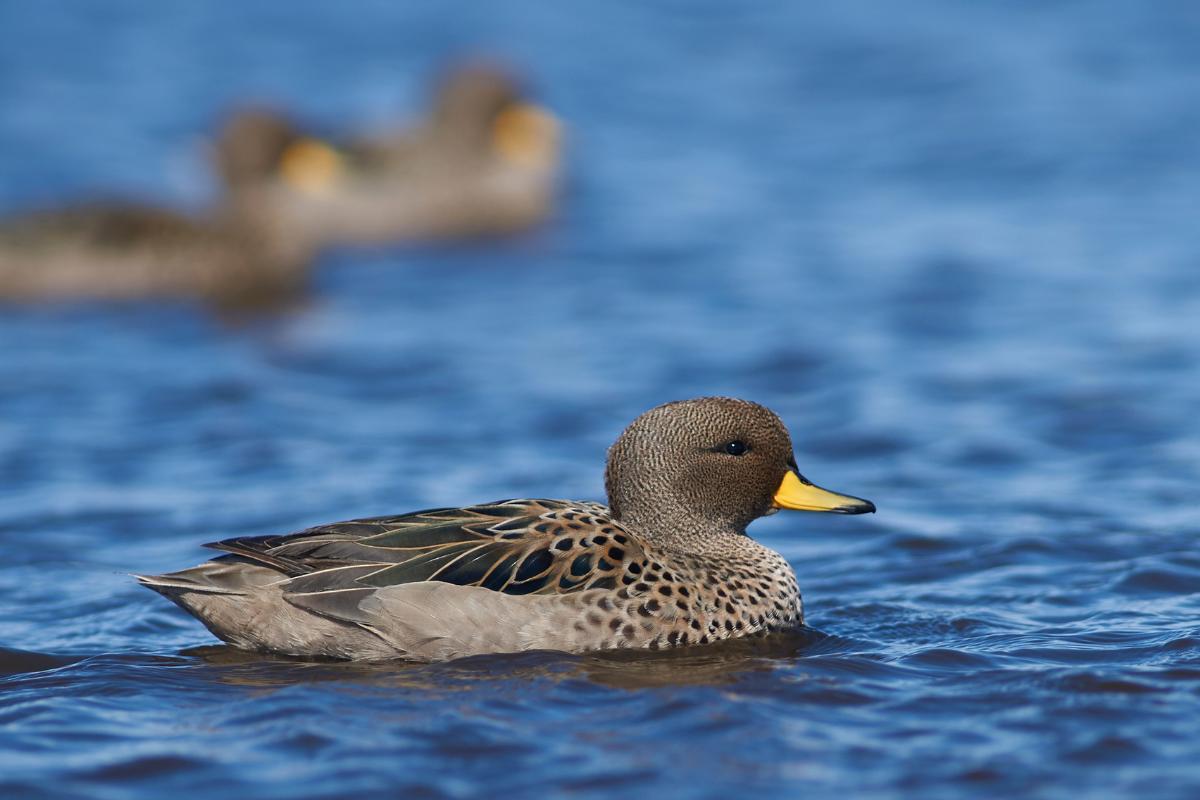 15 espèces de canards - Noms et PHOTOS de races de canards