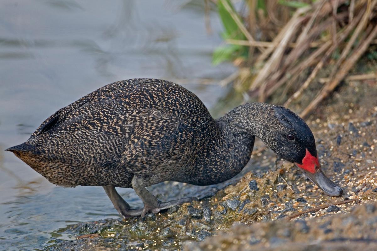 15 espèces de canards - Noms et PHOTOS de races de canards