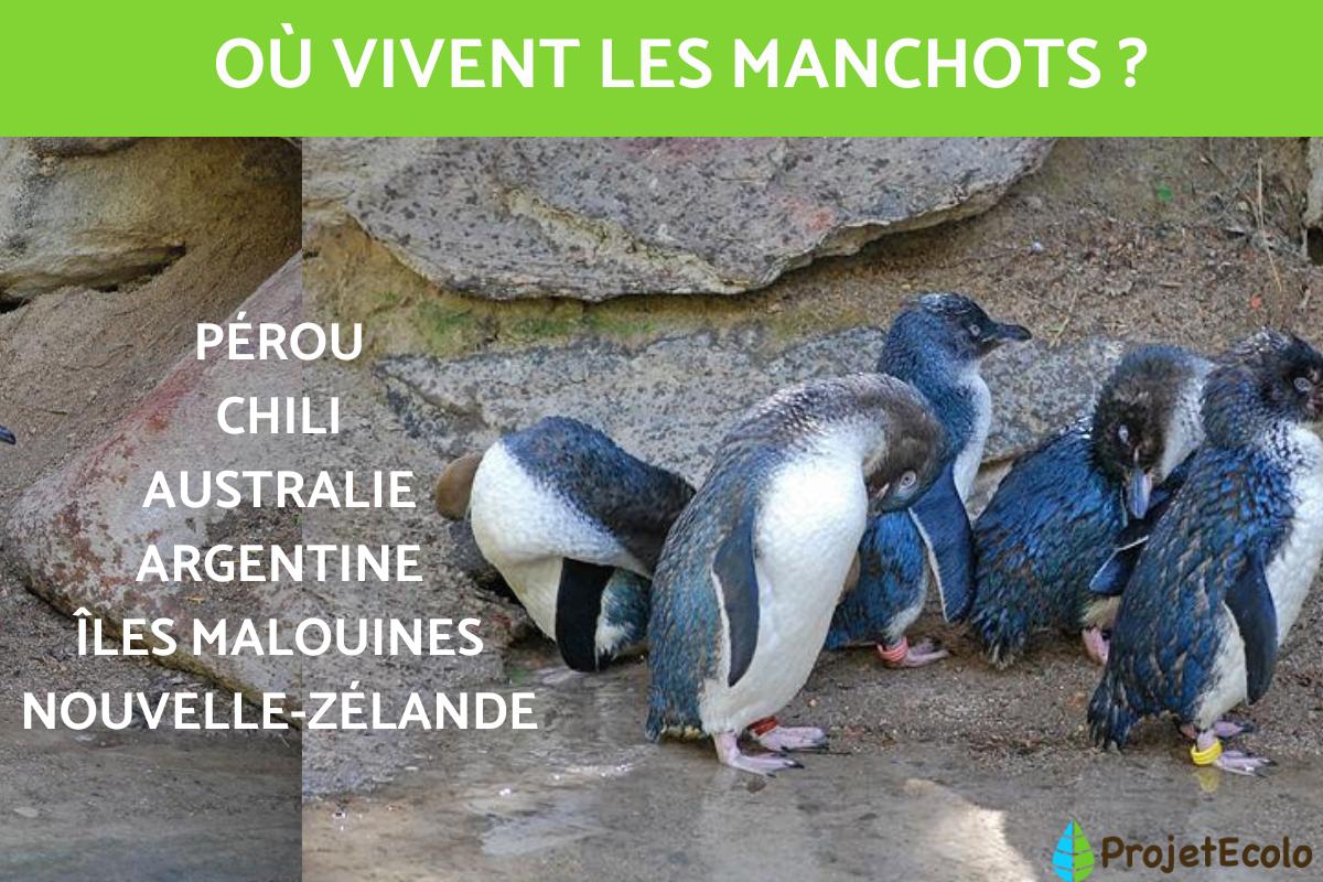 MANCHOTS : CARACTÉRISTIQUES, ALIMENTATION et HABITAT
