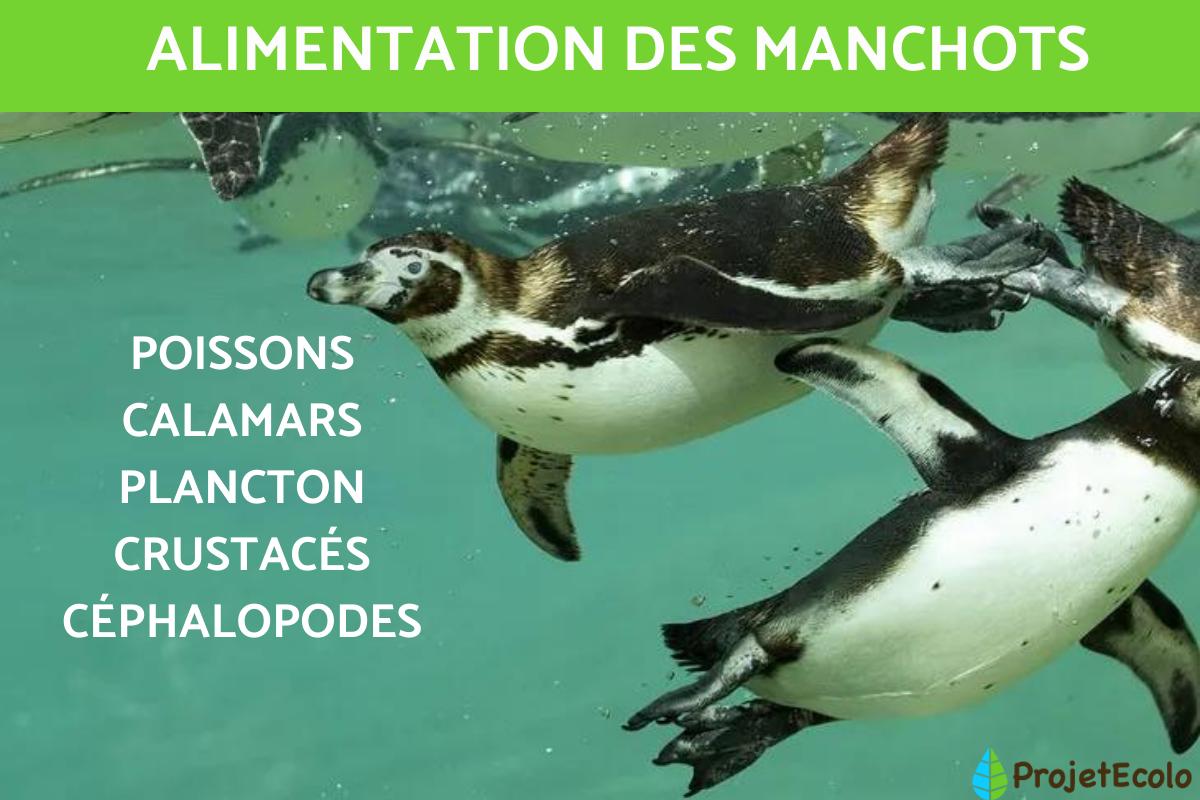 MANCHOTS : CARACTÉRISTIQUES, ALIMENTATION et HABITAT