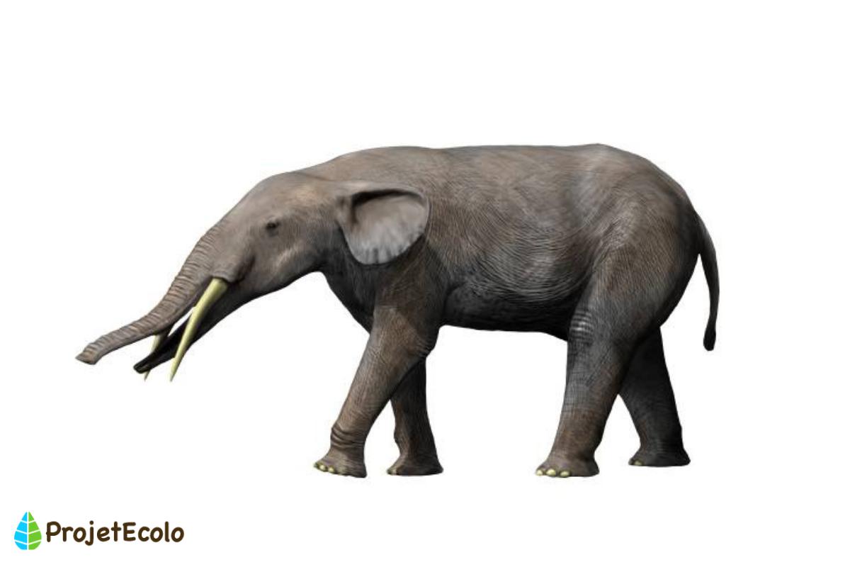 Mégafaune - Définition, exemples et photos