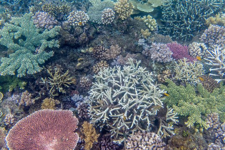 FOND MARIN: DÉFINITION et TYPES (PHOTOS + VIDÉOS)