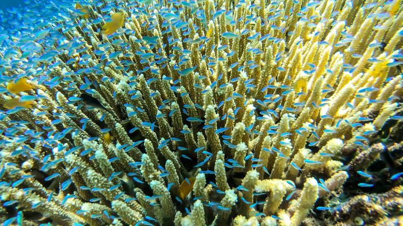 FOND MARIN: DÉFINITION et TYPES (PHOTOS + VIDÉOS)